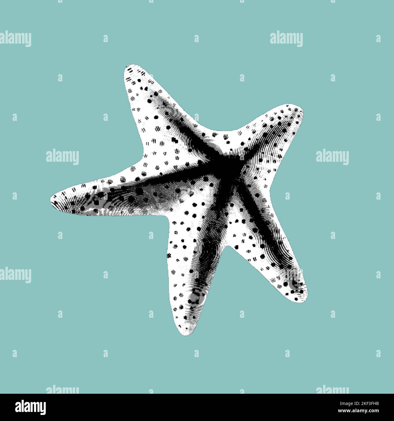 a graphic engraving of a starfish. Realistic starfish black and white ...