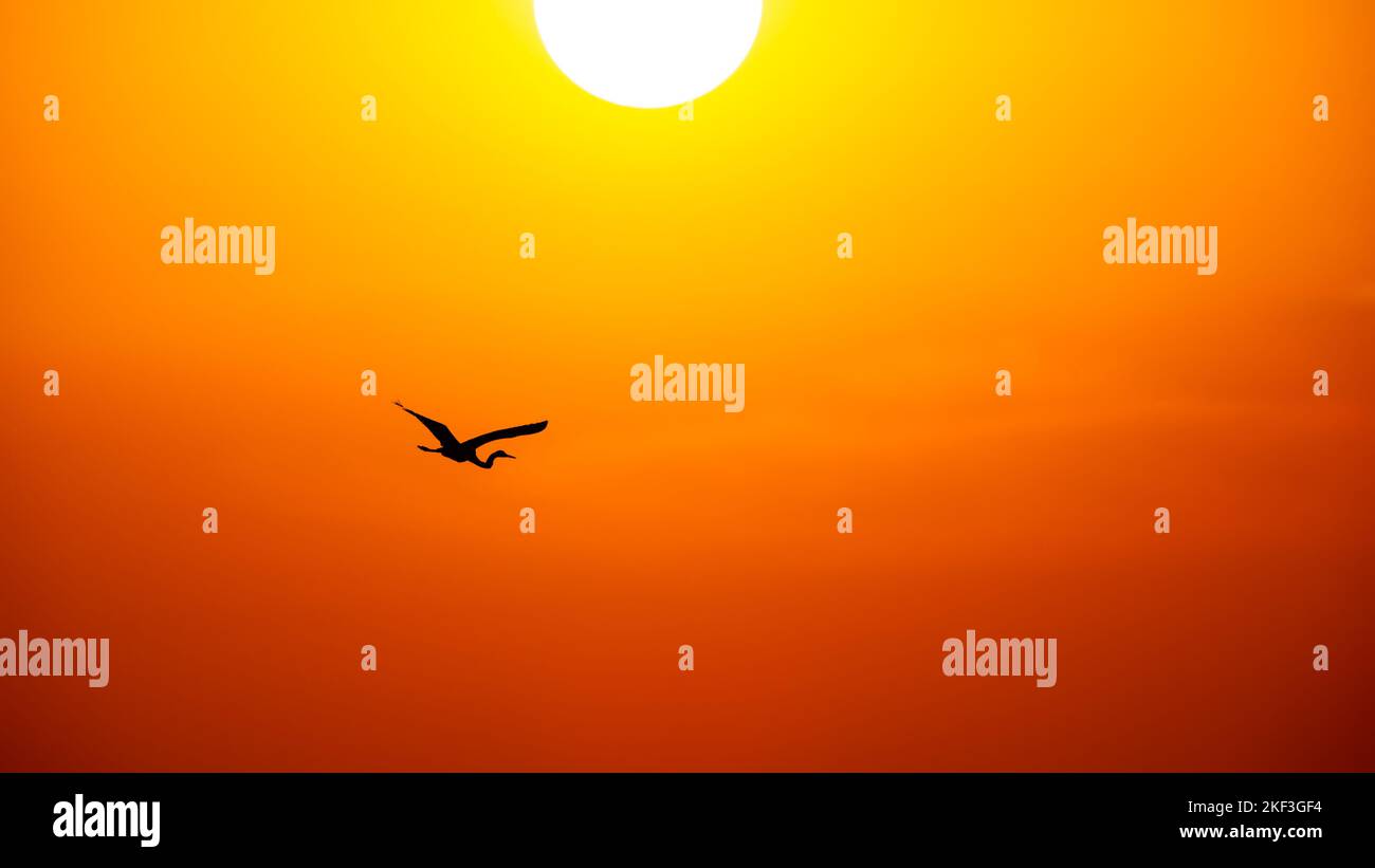 A Silhouette of A Large Exotic Bird Is Flying By The White Hot Sun 16.9 ...