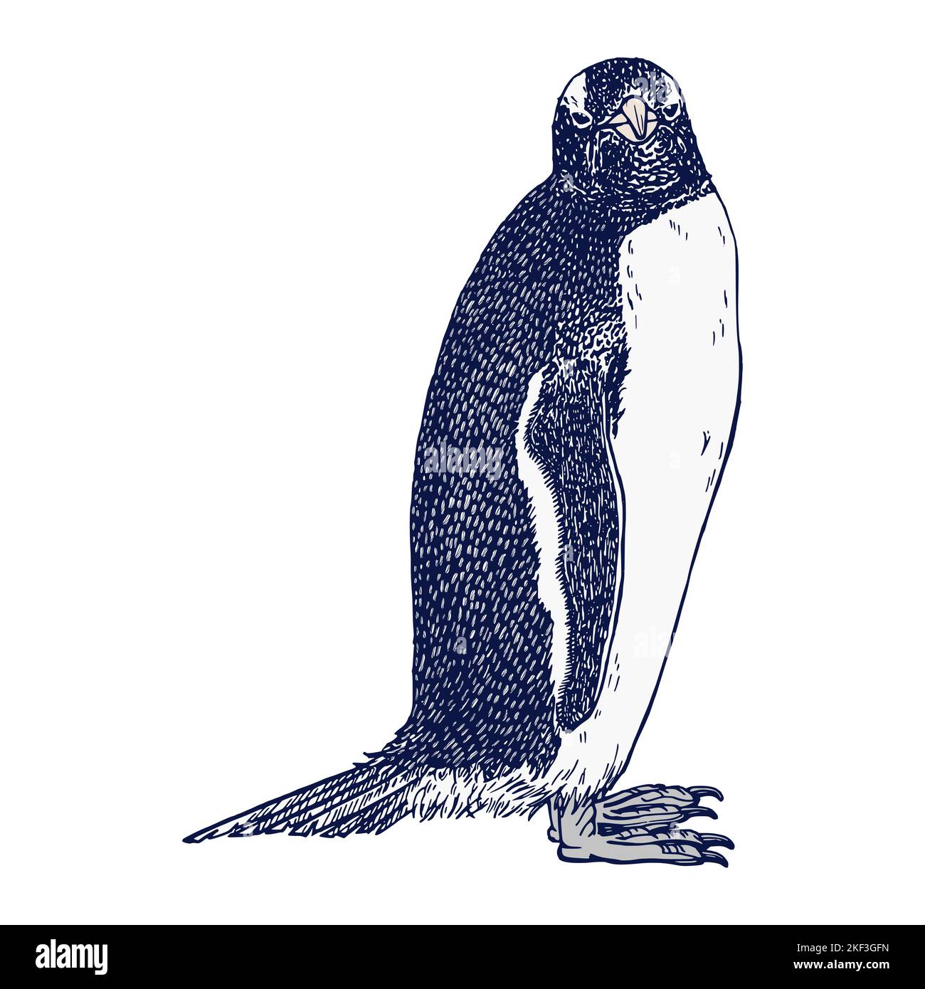 Penguin, hand drawn with pen and ink drawing, converted into vector ...