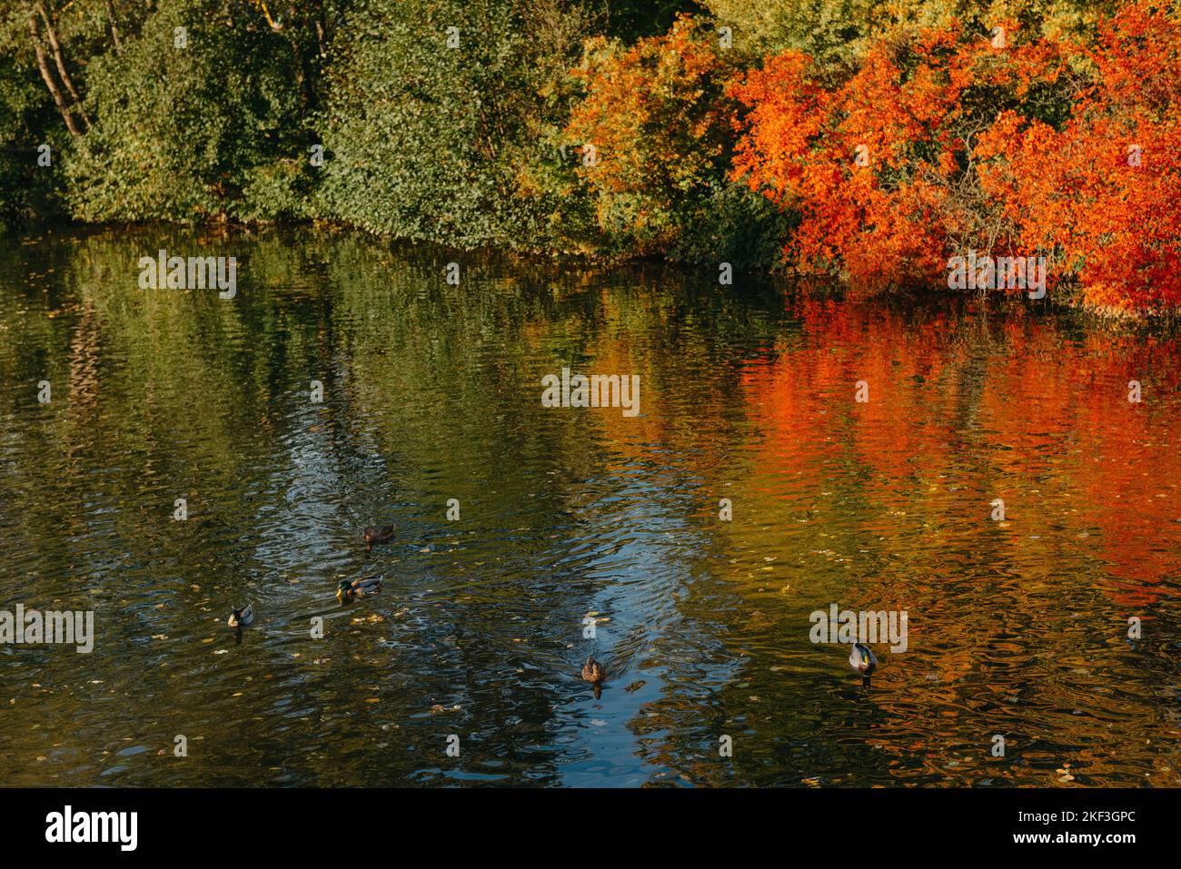 Autumn tree on the curves bank of the pond. Autumn landscape with red ...