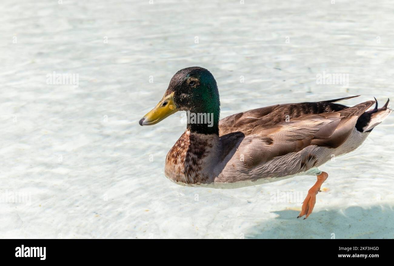 One single duck hi-res stock photography and images - Alamy