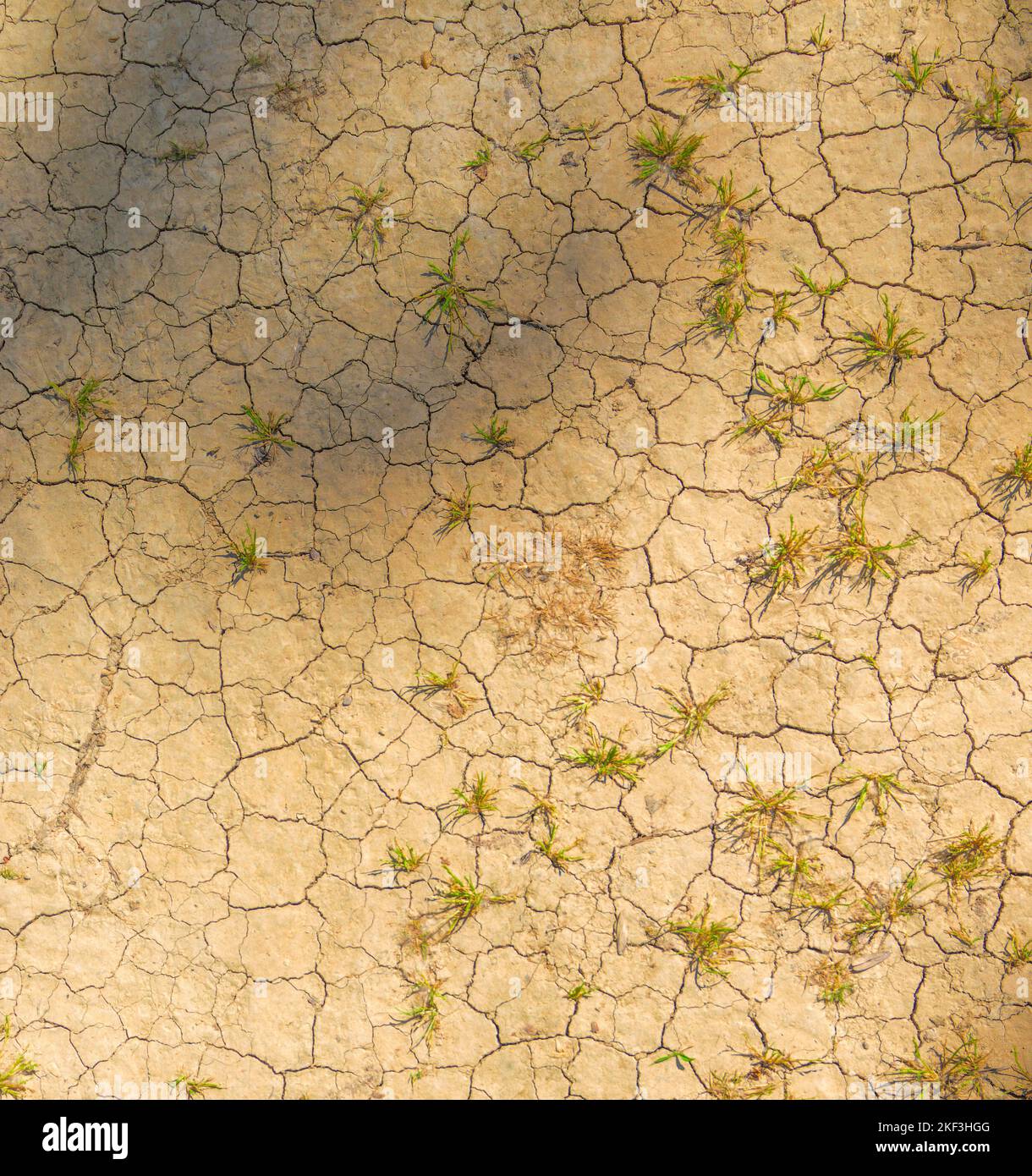Arid ground with small weeds. Dry cracked earth texture. Top view. Warm ...