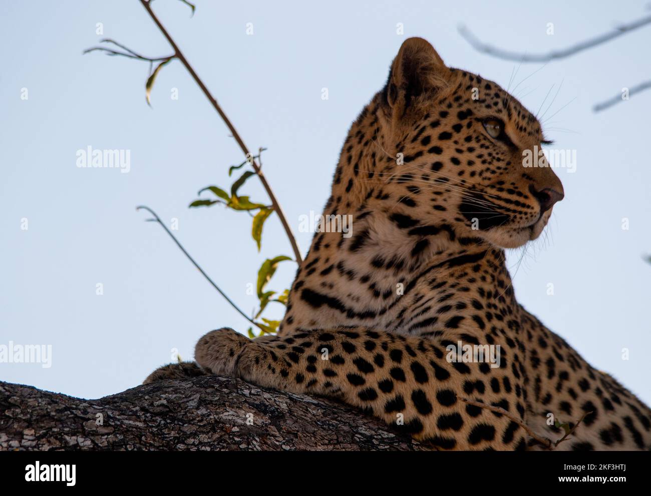 Portrait of a young female leopard in a tree Stock Photo - Alamy