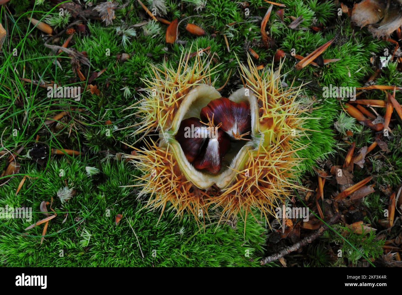 Prickly on outside sweet hi-res stock photography and images - Alamy