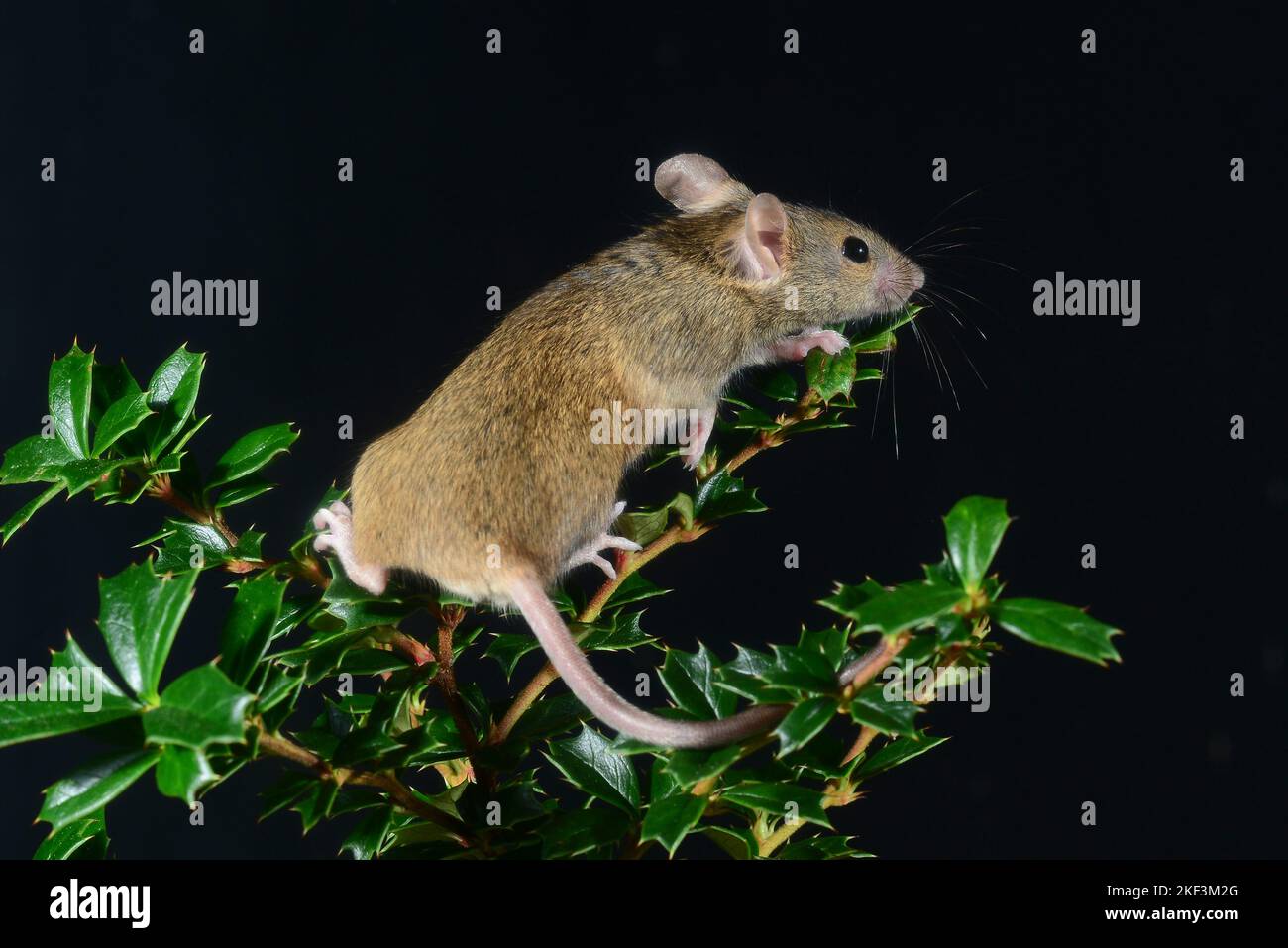 adult house mouse climbing in berberis shrub Stock Photo - Alamy