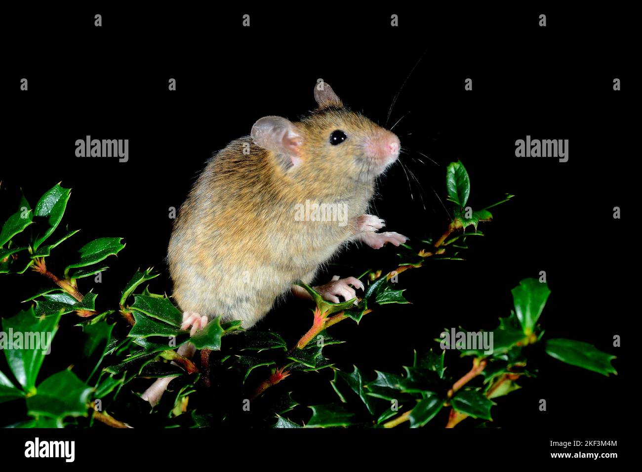adult house mouse climbing in berberis shrub Stock Photo - Alamy