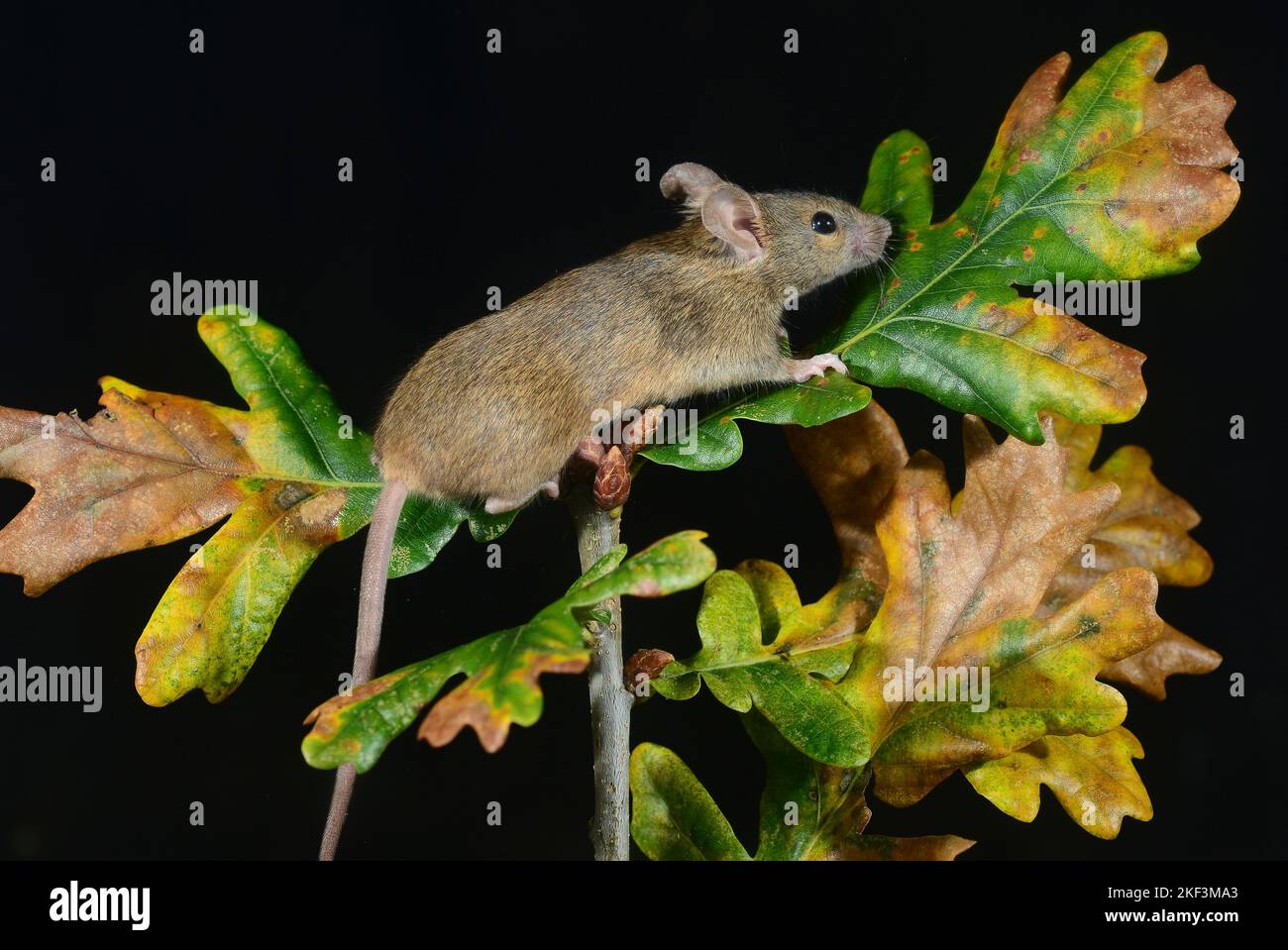 Adult house mouse climbing in oak foliage in autumn Stock Photo - Alamy