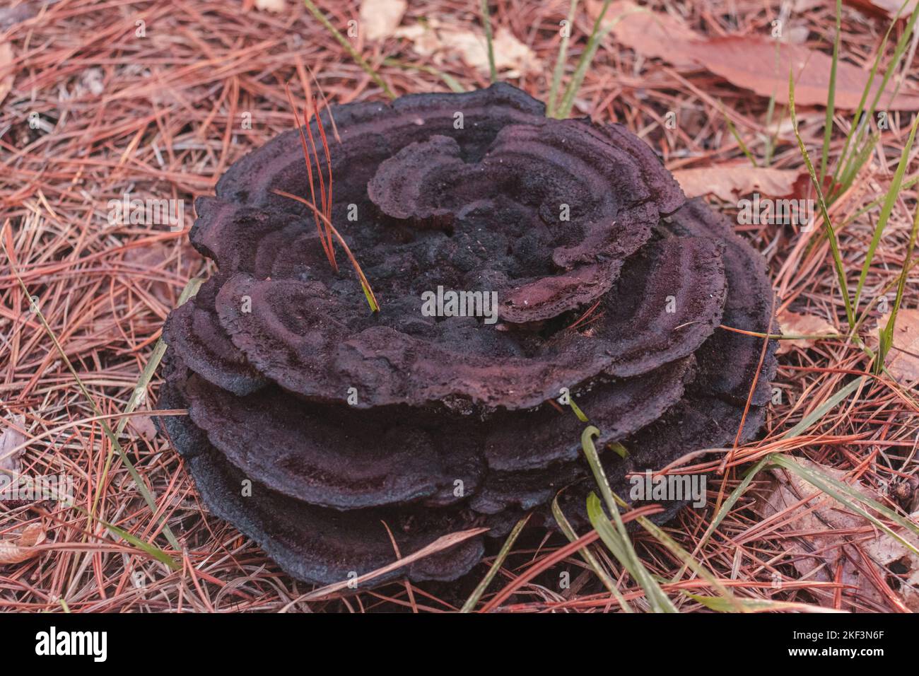 Unedible plant hi-res stock photography and images - Alamy