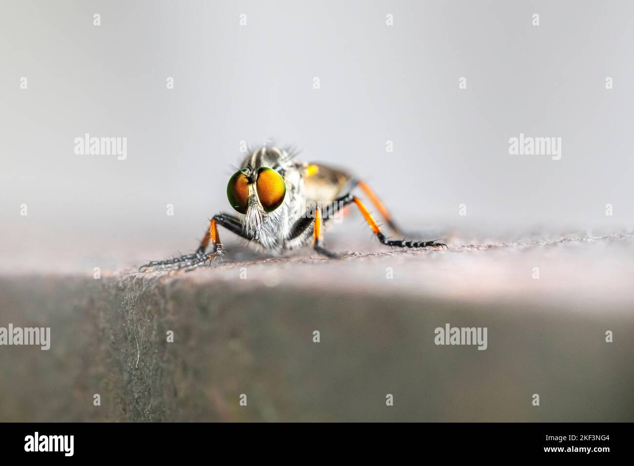 An insect living in Estonia Stock Photo - Alamy