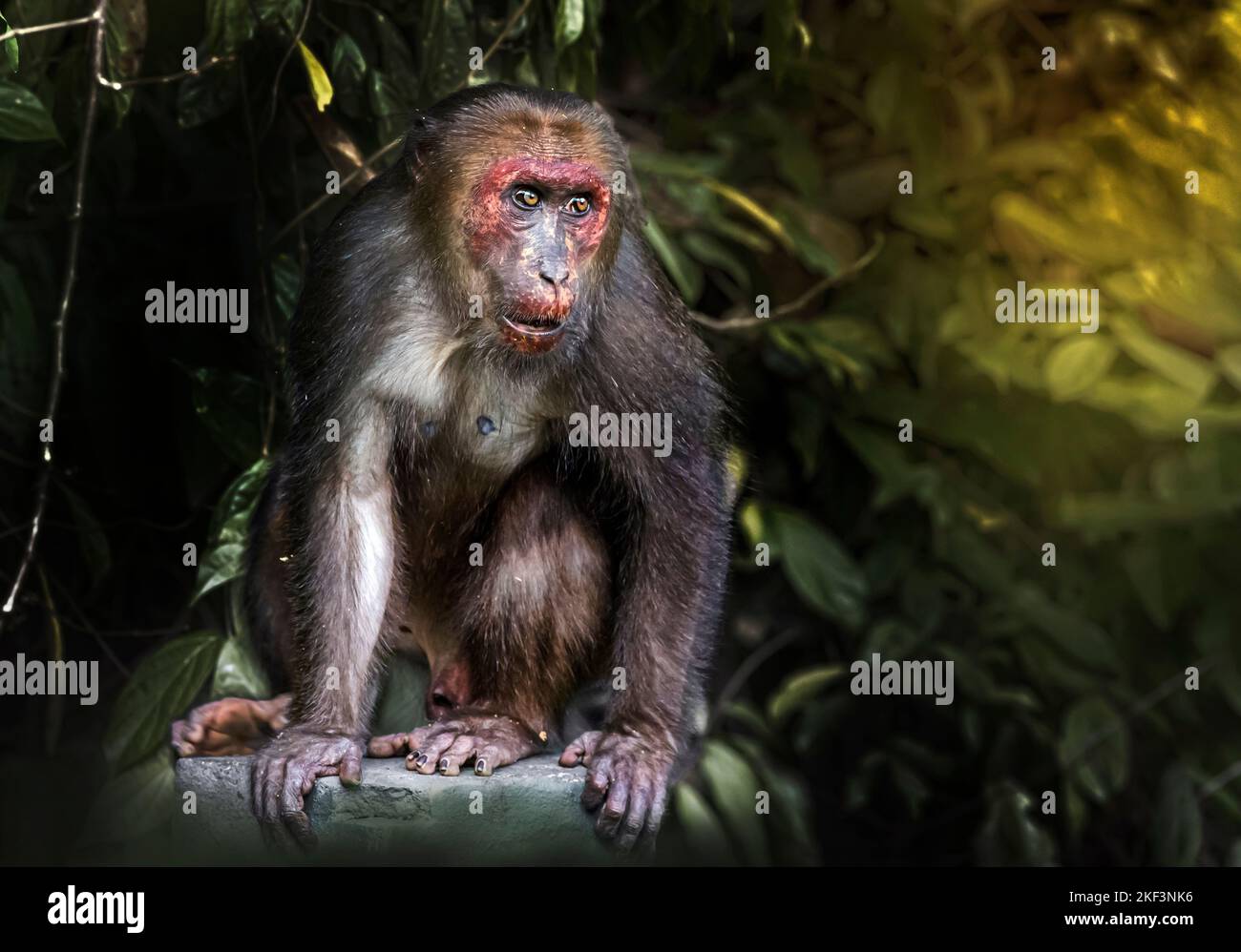 Stump-tailed macaque, (Macaca arctoides Stock Photo - Alamy