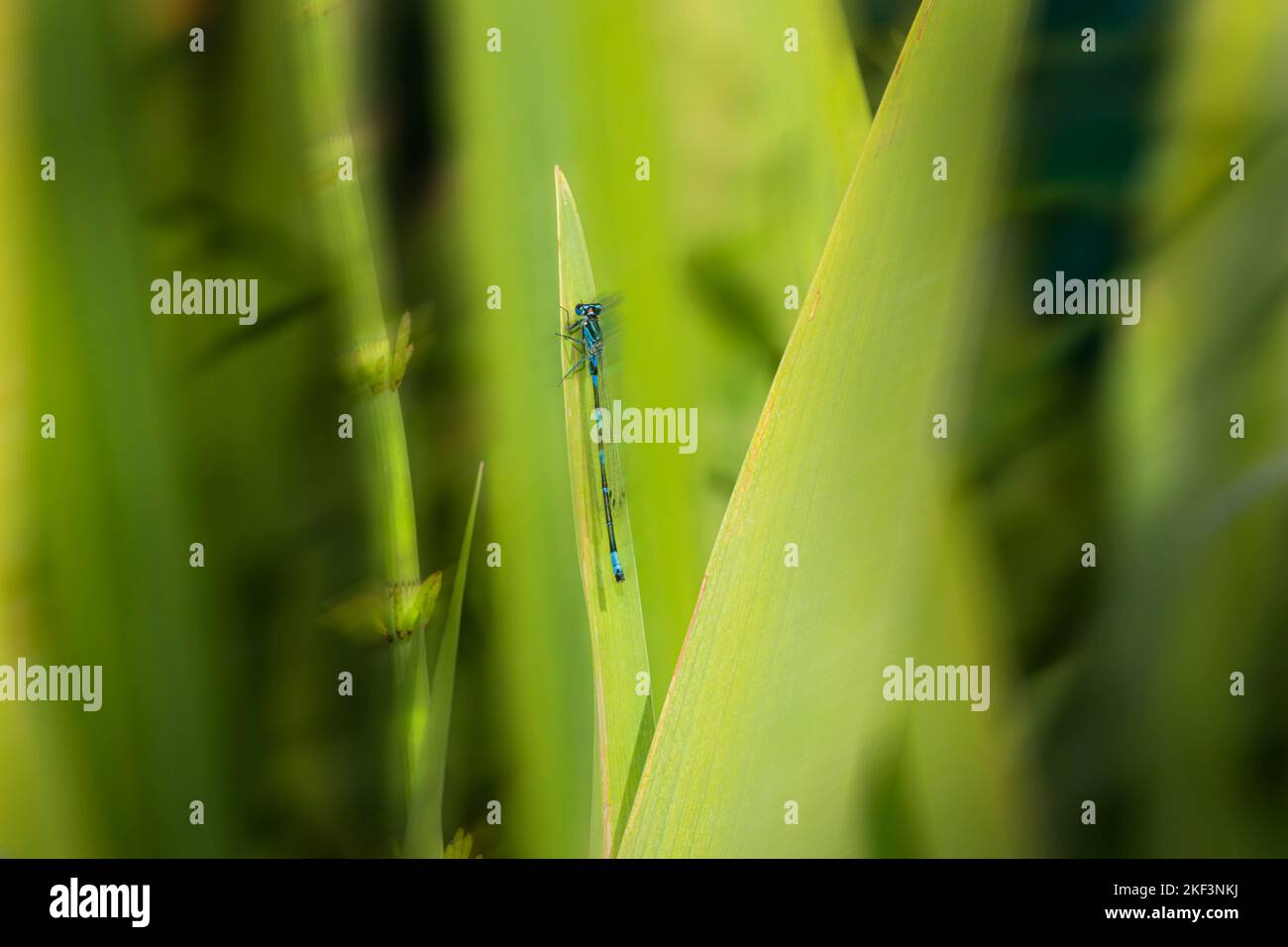 An insect living in Estonia Stock Photo - Alamy