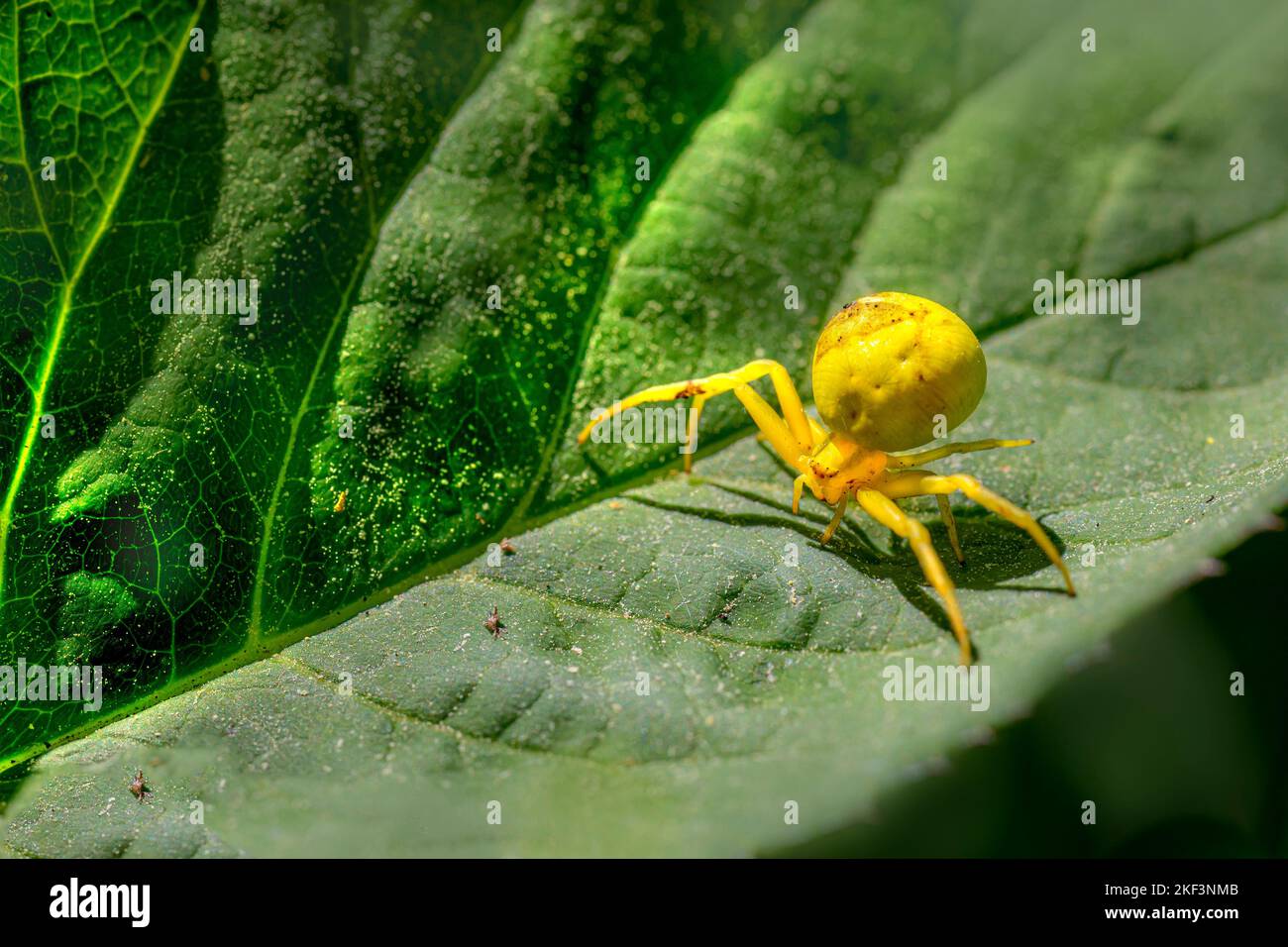 The Yellow Crab Spider ( misumena vatia Stock Photo - Alamy