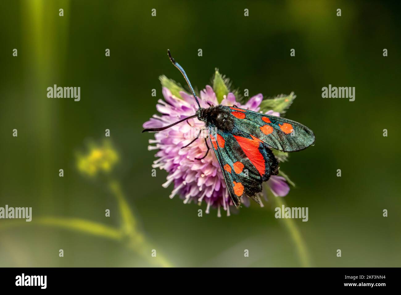 An insect living in Estonia Stock Photo - Alamy