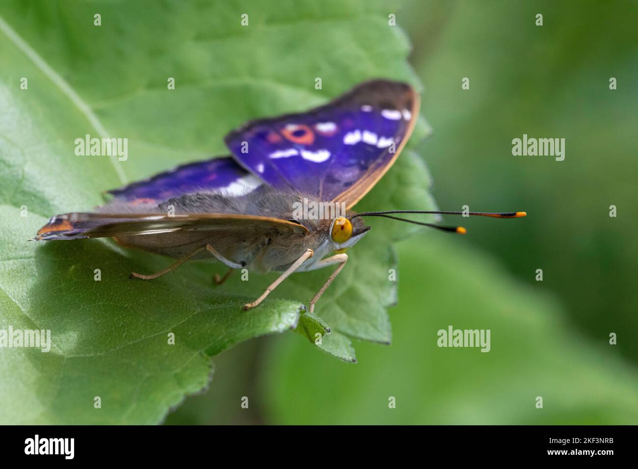 Lesser purple emperor Stock Photo - Alamy