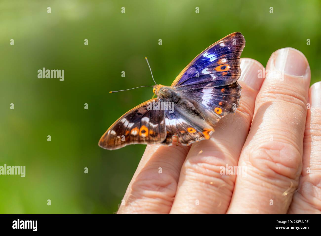 Lesser purple emperor Stock Photo - Alamy