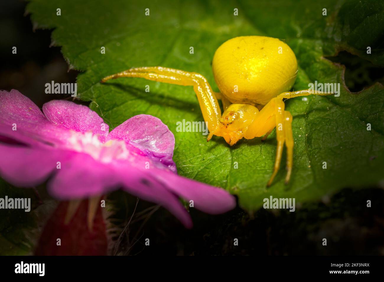 The Yellow Crab Spider ( misumena vatia Stock Photo - Alamy
