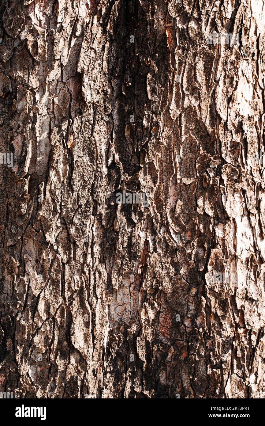 Brown tree bark texture close up background Stock Photo - Alamy