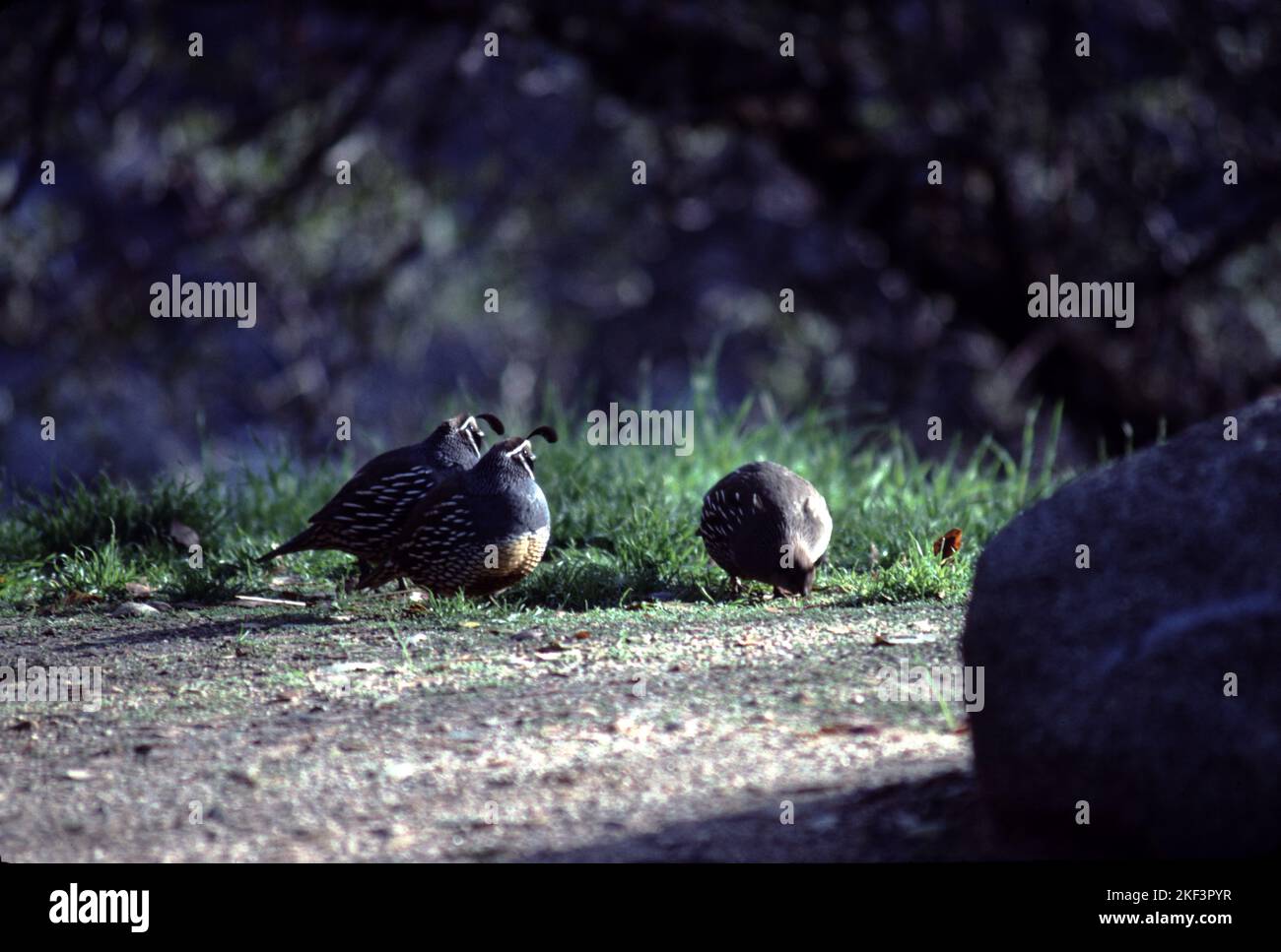 Quail covey hi-res stock photography and images - Alamy
