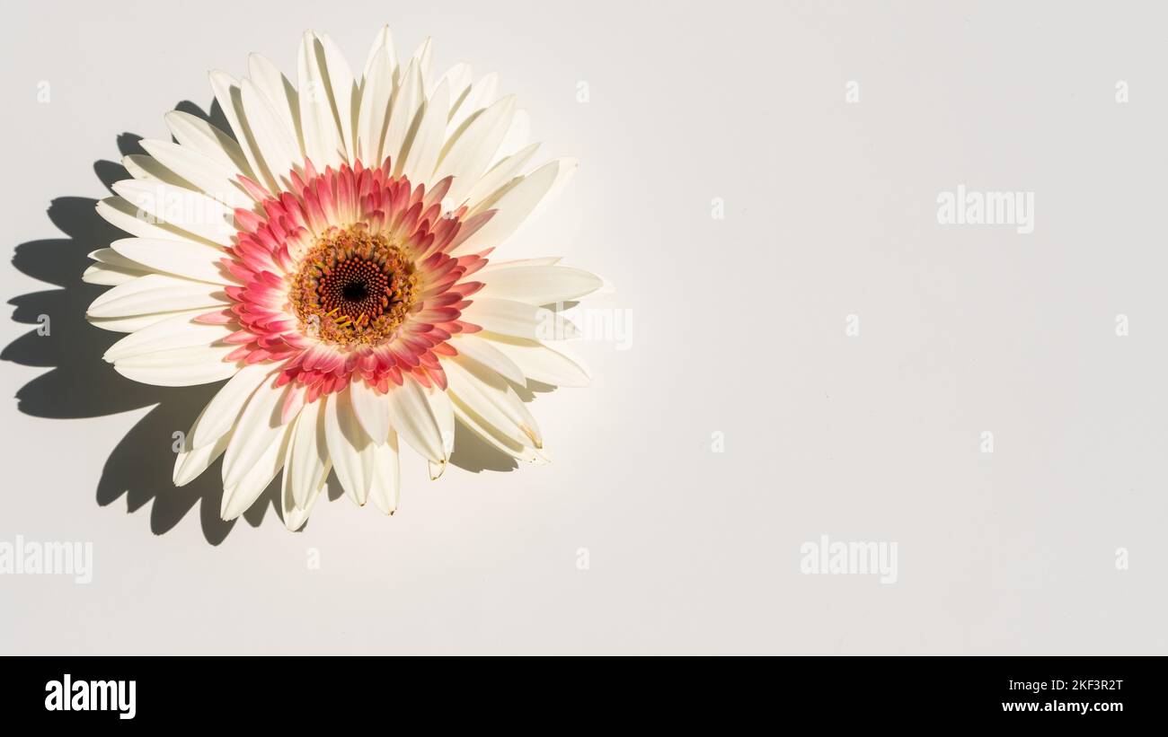 White gerbera on the white background, flat lay Stock Photo - Alamy