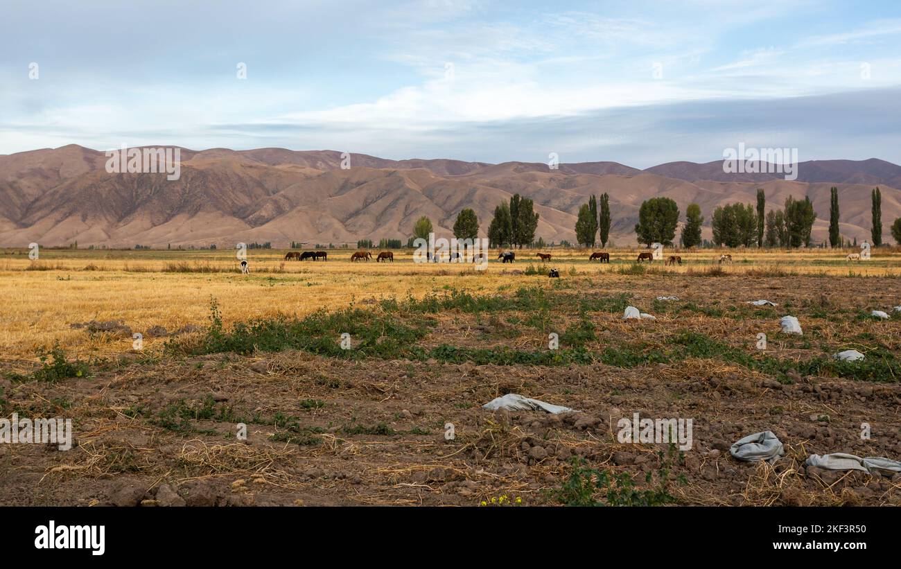 Horses and cows in a pasture against the backdrop of mountains ...