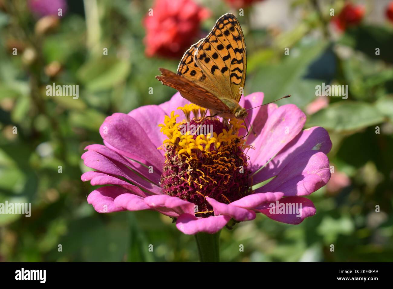 A butterfly eating from a flower Stock Photo - Alamy