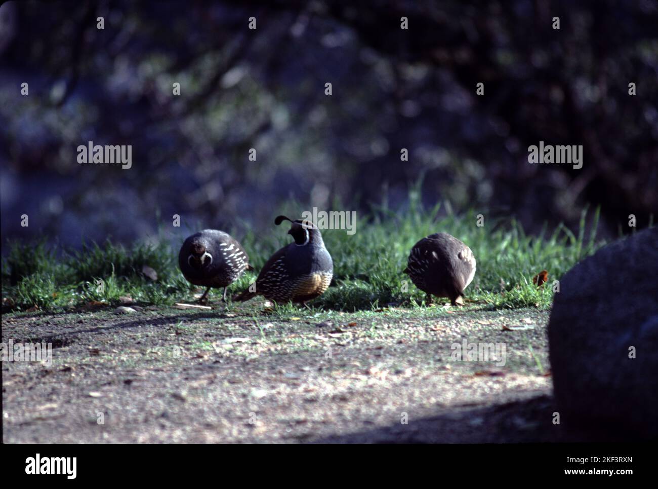 Quail covey hi-res stock photography and images - Alamy
