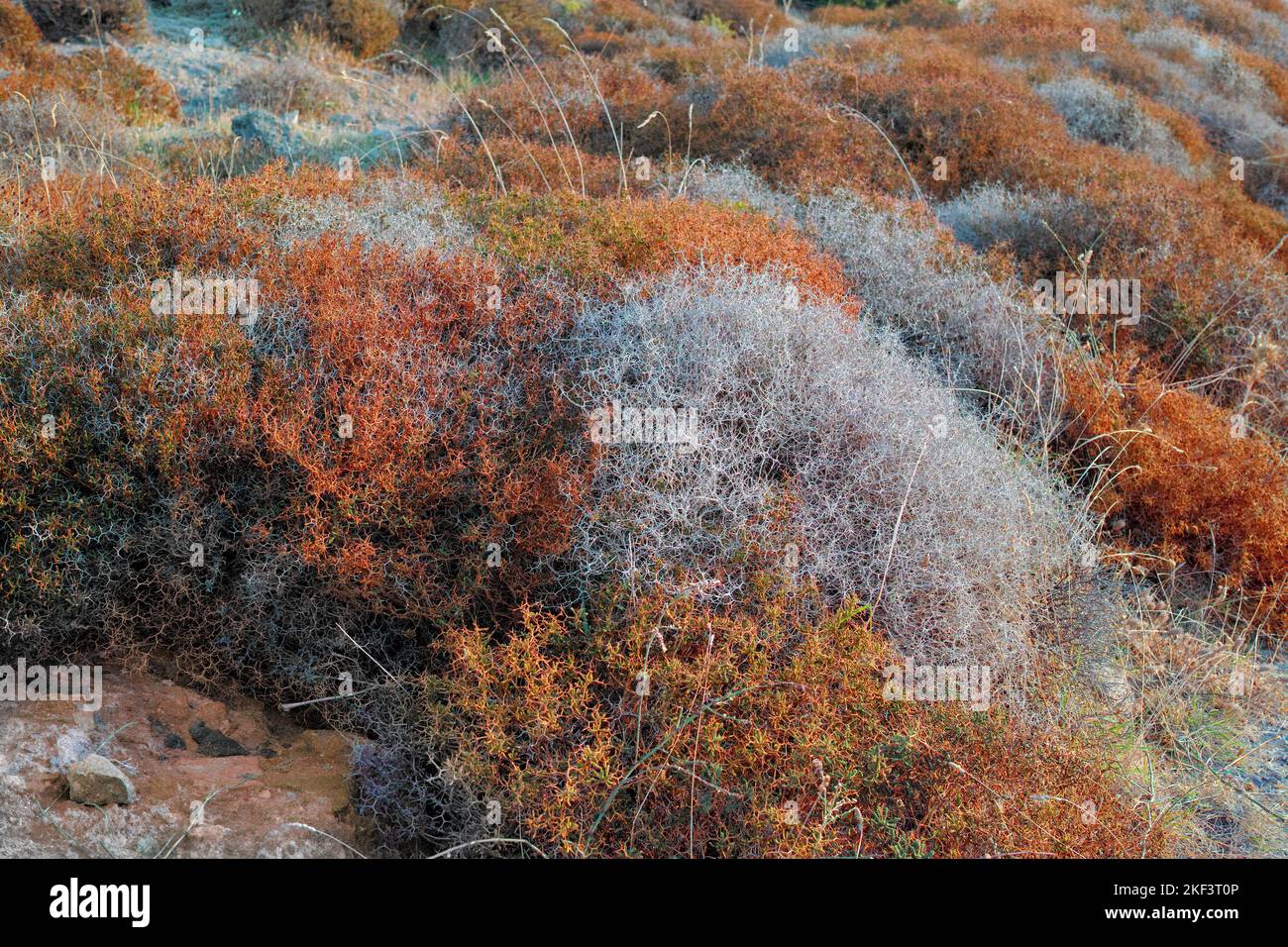 Wilderness by the Mediterranean Sea, Bodrum, Turkey. Wilderness by the ...