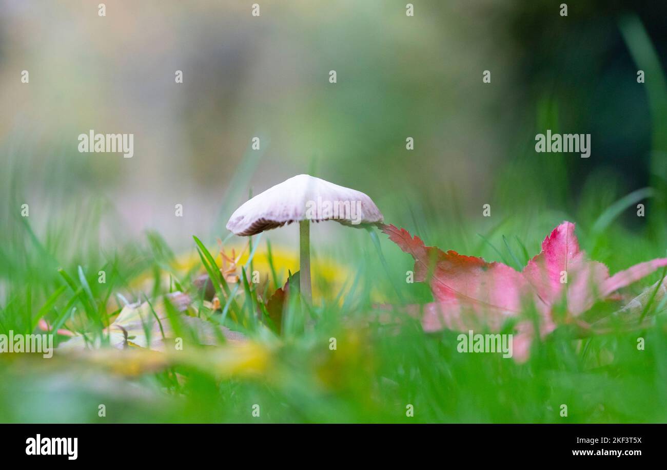 White mushroom growing in the autumn forest Stock Photo - Alamy