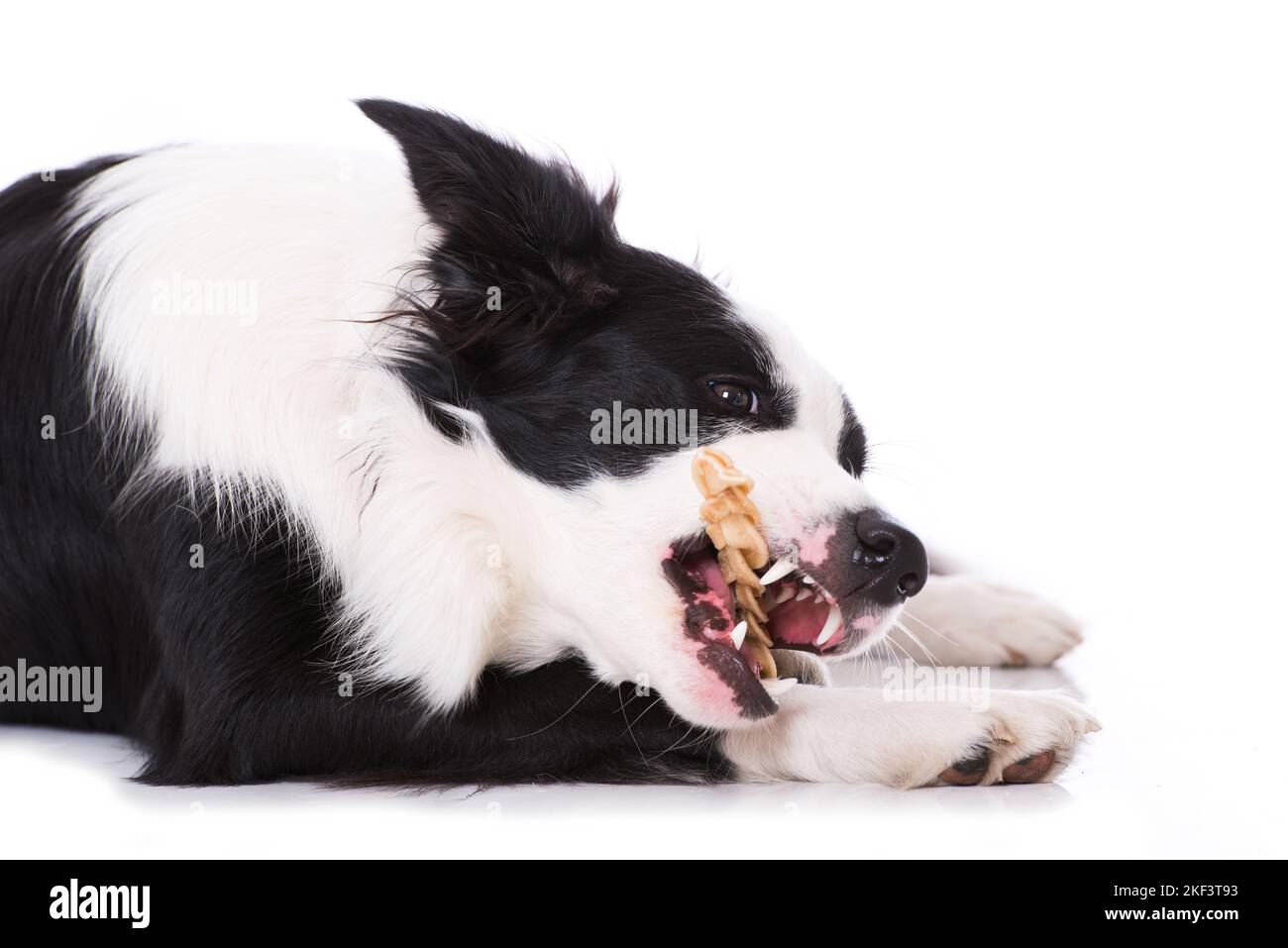 Young border collie with bone dog isolated on wgite background Stock ...