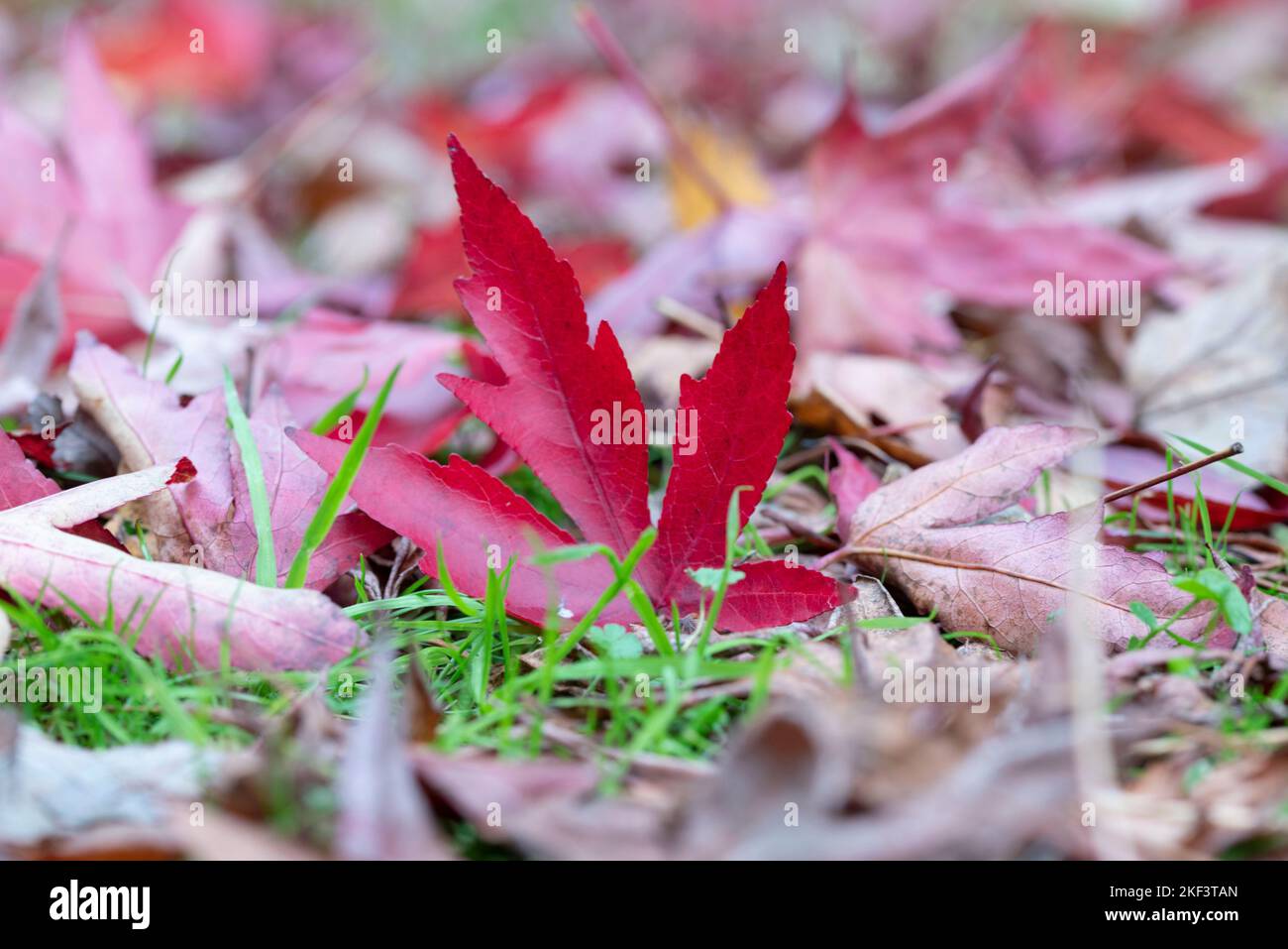 Red leaves of the maples had fallen to ground Stock Photo - Alamy