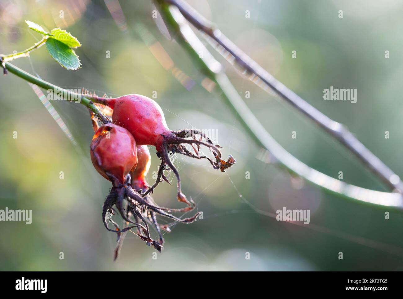 Red rose hip on brach in autumn light Stock Photo - Alamy