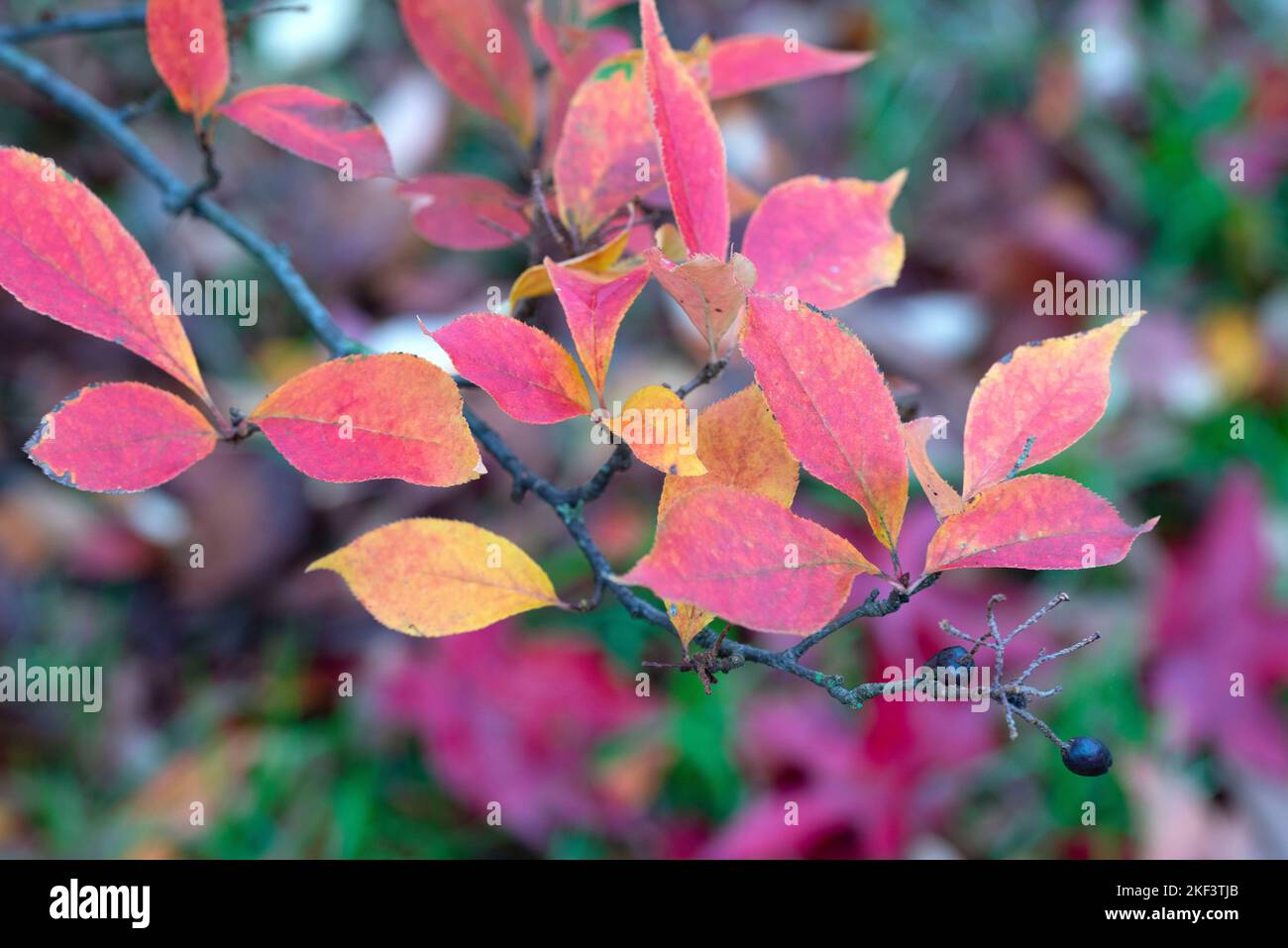 Beautiful shot bunch autumn hi-res stock photography and images - Alamy