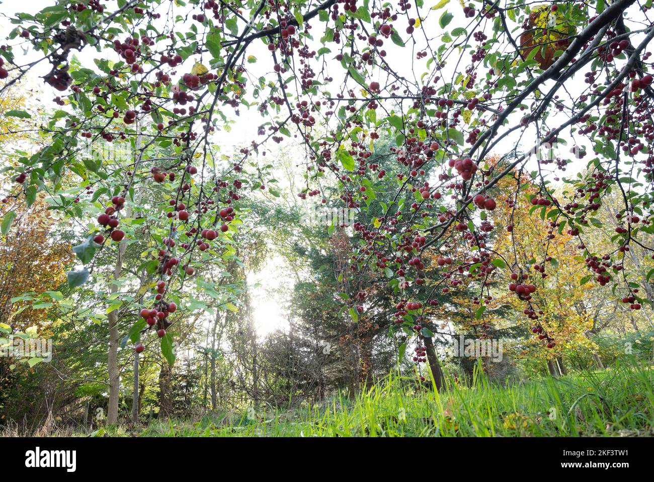 Many red ripe ornamental apples hang on the crown of a tree Stock Photo ...