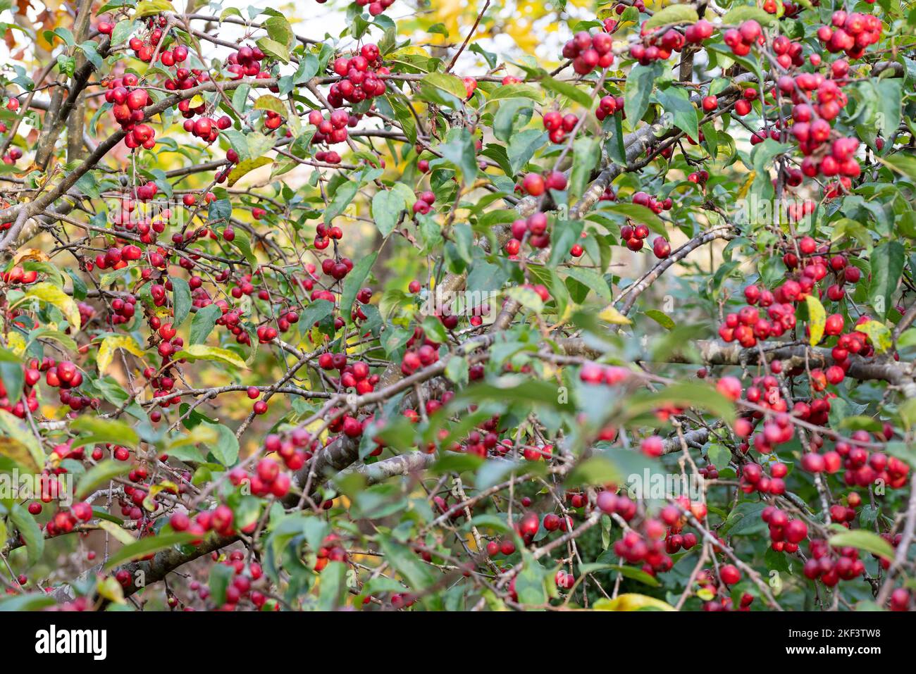 Many red ripe ornamental apples hang on the crown of a tree Stock Photo ...