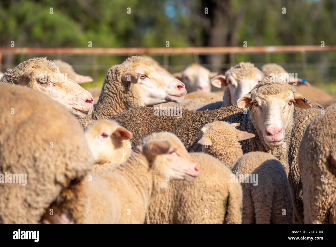 Merino ewes and their young spring lambs penned on a farm in North ...
