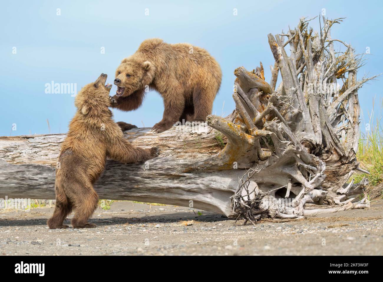 THESE adolescent Alaskan brown bears had a blast playing in and around the water at the Lake ...