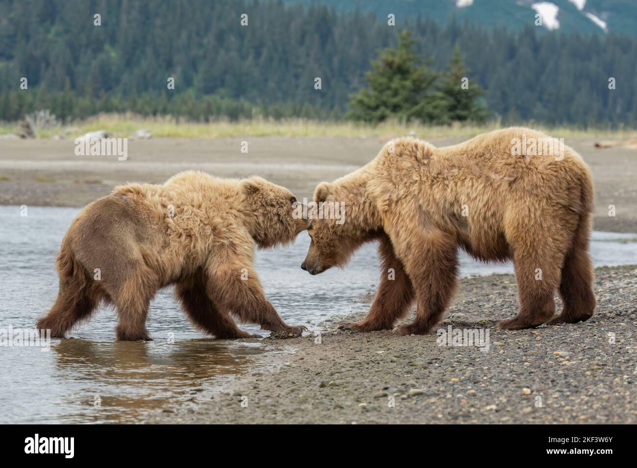 THESE adolescent Alaskan brown bears had a blast playing in and around the water at the Lake ...