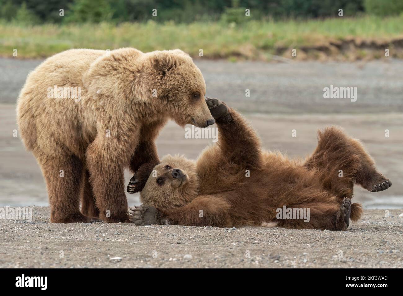 THESE adolescent Alaskan brown bears had a blast playing in and around the water at the Lake ...