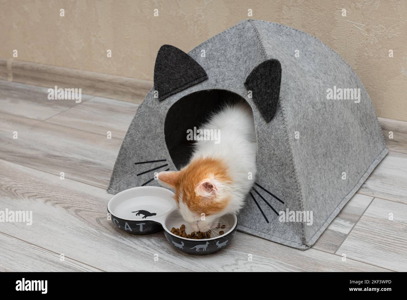 Top view cat eating from hi-res stock photography and images - Alamy