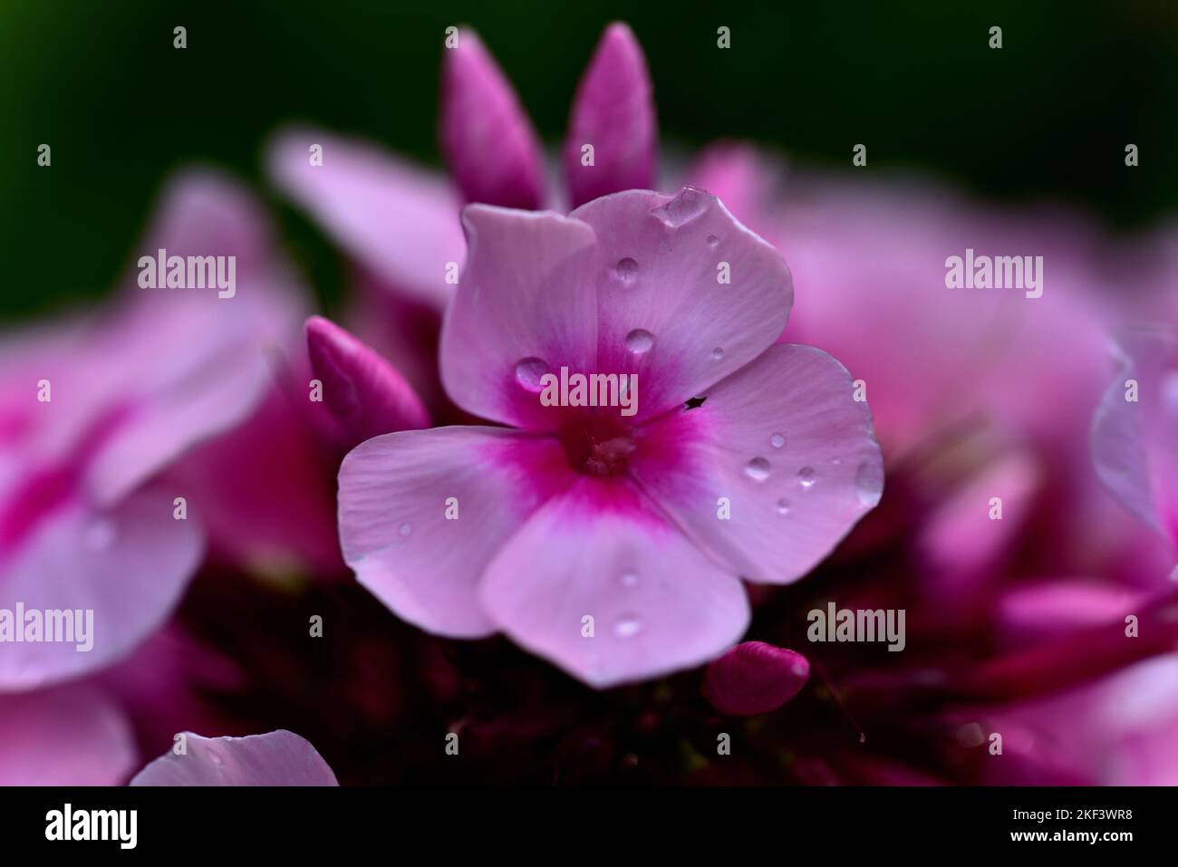 Carmine color hi-res stock photography and images - Alamy
