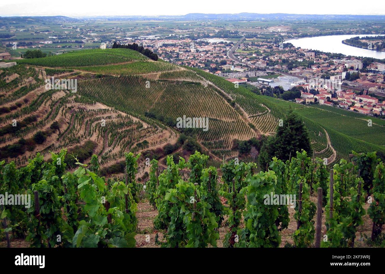 Hills of vineyards in the upper valley of the Rhone river in the ...