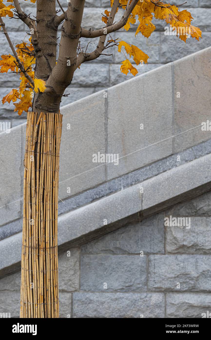 protected trunk of a tree standing on the street. tree trunk protection ...