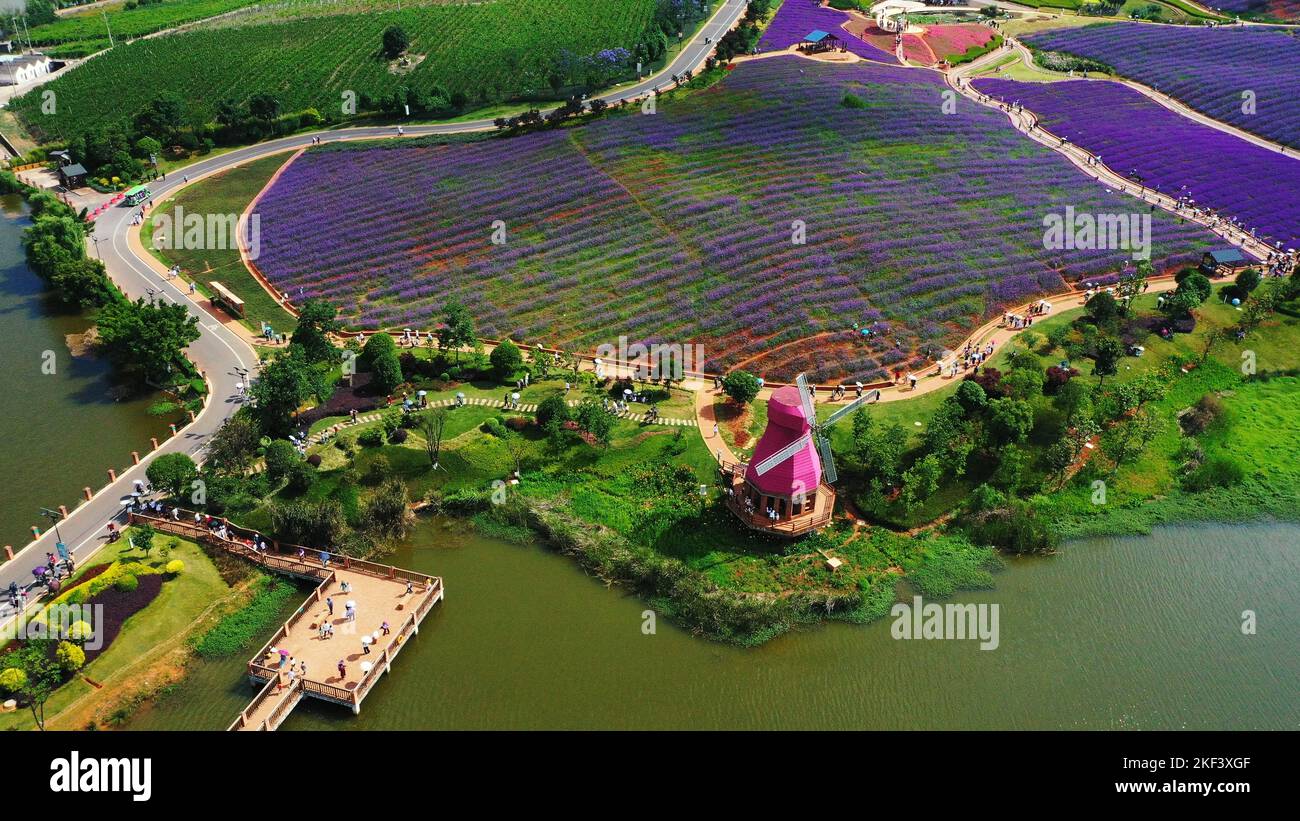 Aerial photos show lavender views in Miledong elegant little town in ...