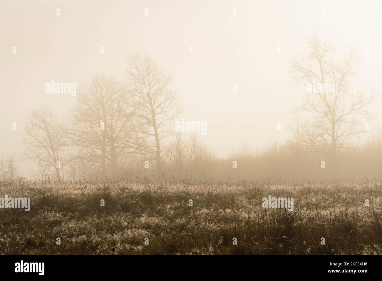 A foggy landscape covered with grass and woods Stock Photo - Alamy