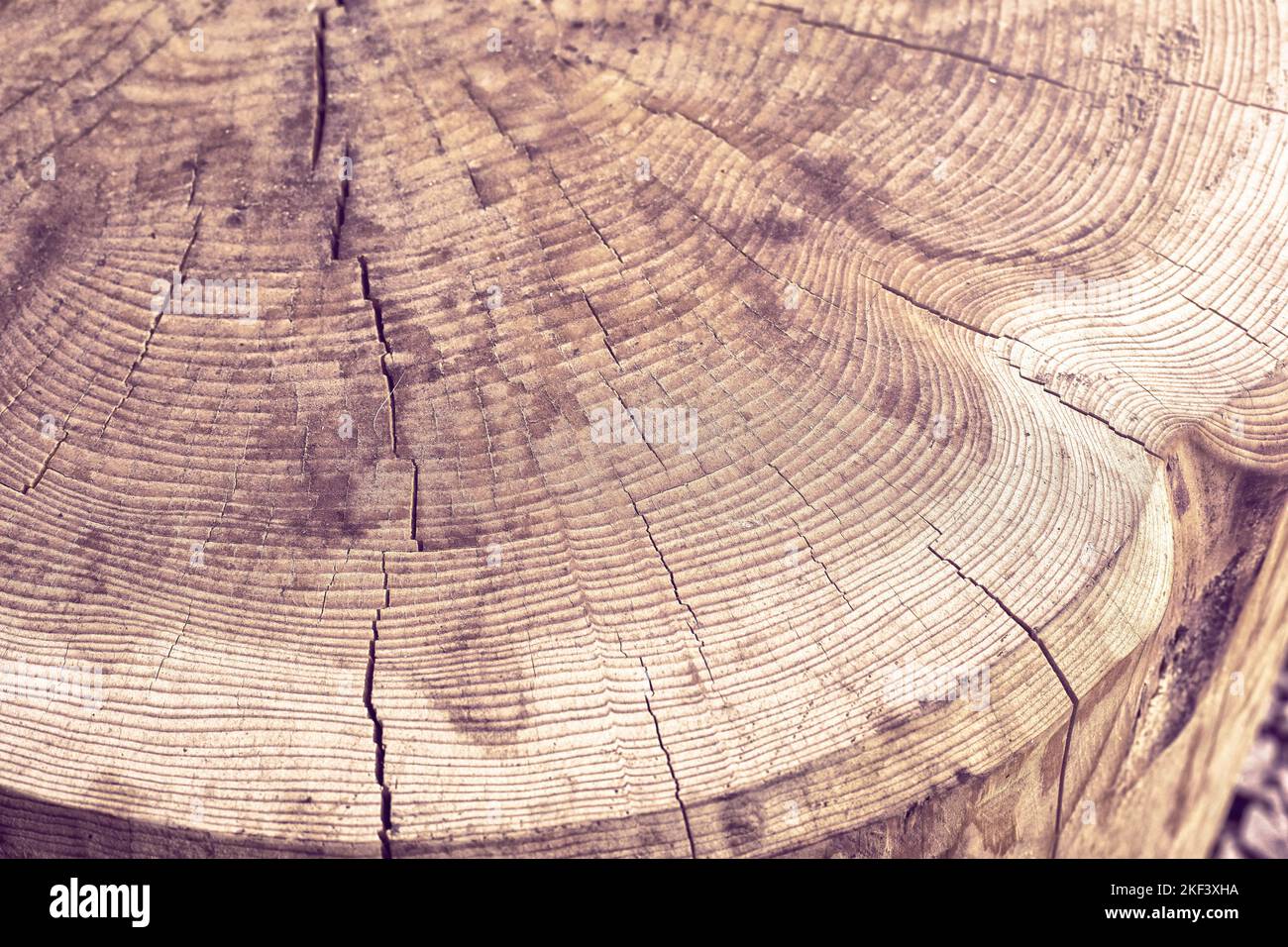 Cross section of a cut log.Wood structure Stock Photo - Alamy