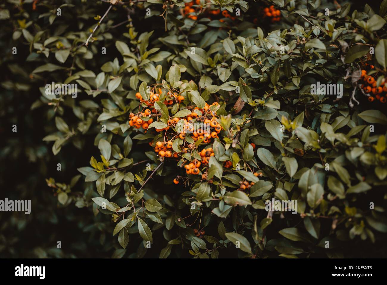 A scenic view of yellow-fruited hawthorn berries in daylight with green ...