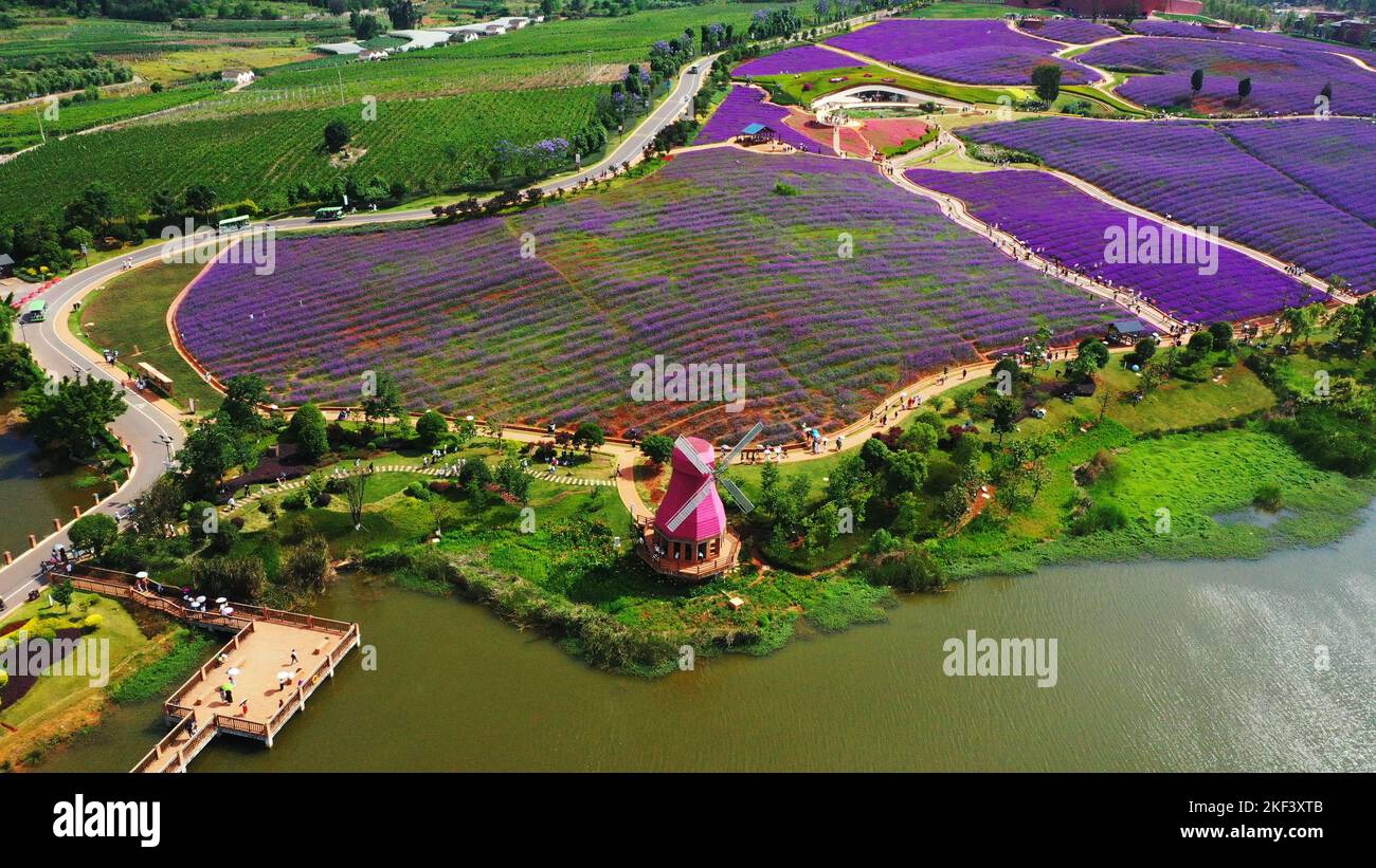 Aerial photos show lavender views in Miledong elegant little town in ...