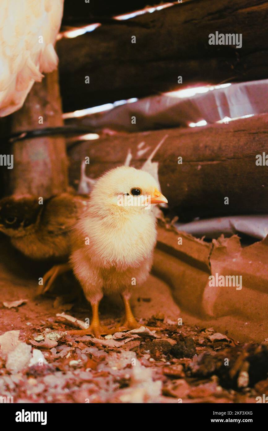 A little yellow chicken standing and looking side Stock Photo - Alamy