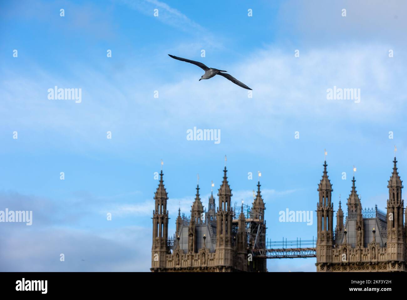 Bird flying in front of the Palace of Westminster and the Big Ben in ...