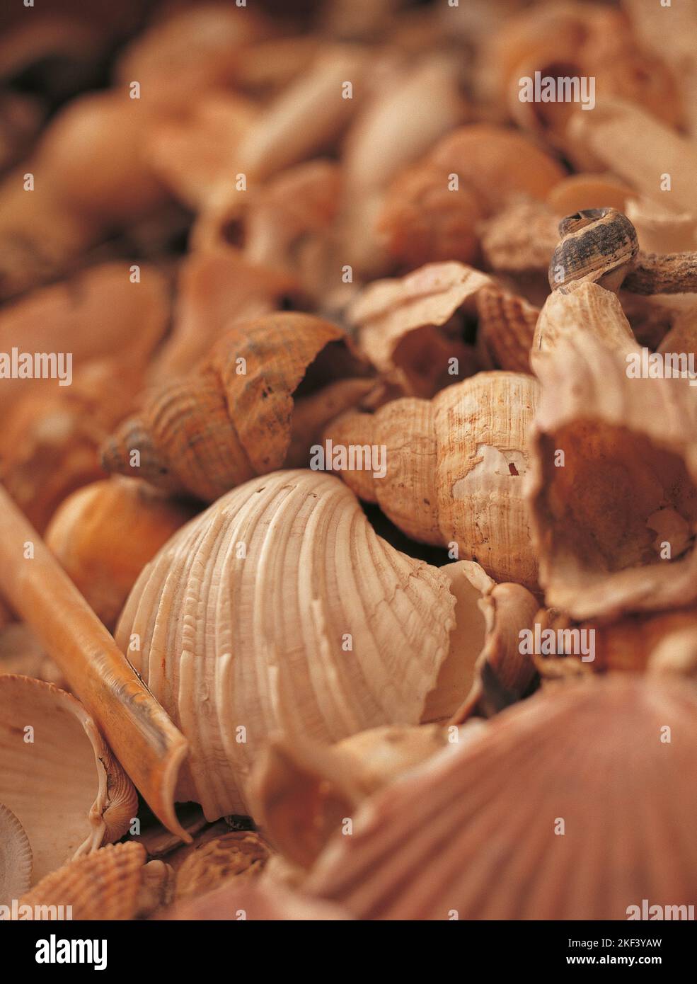 A selection of sea shells Stock Photo - Alamy